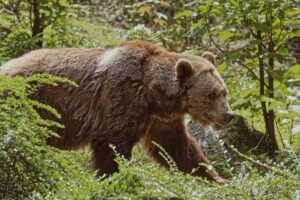 When Are Bears Most Active? - Yellowstone Bear World